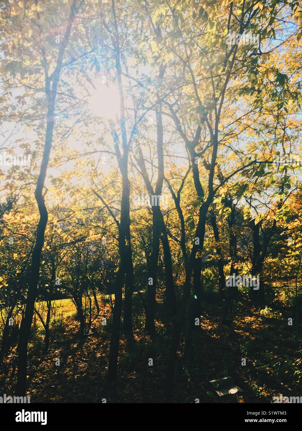 Yellow sun with trees hi-res stock photography and images - Alamy