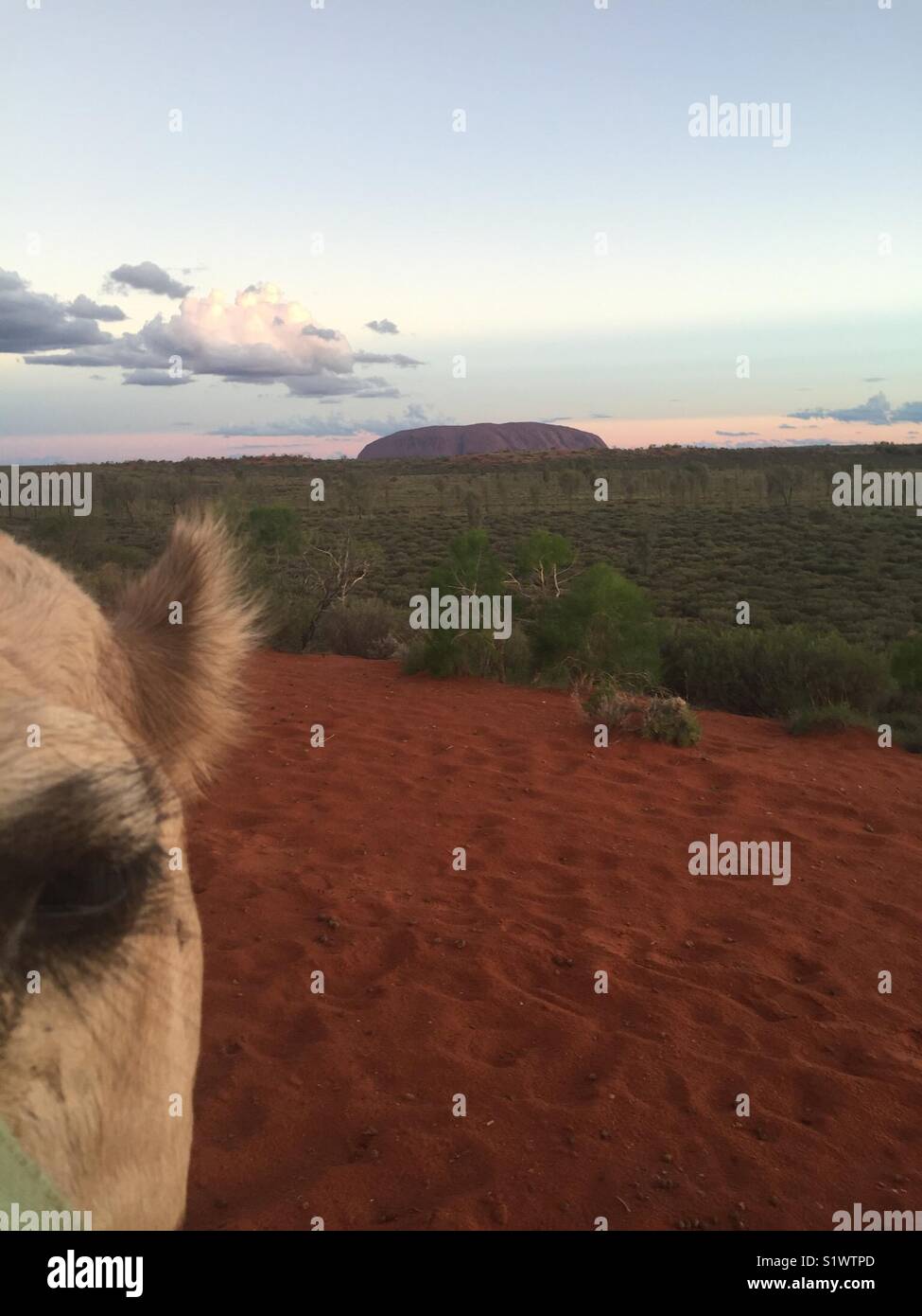 Close up uluru ayers rock hi-res stock photography and images - Alamy