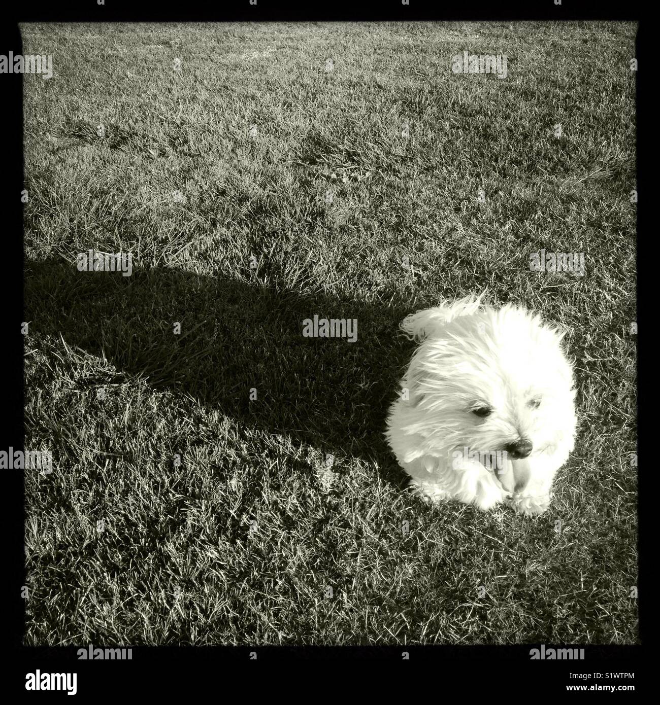 Shadow and dog hi-res stock photography and images - Alamy