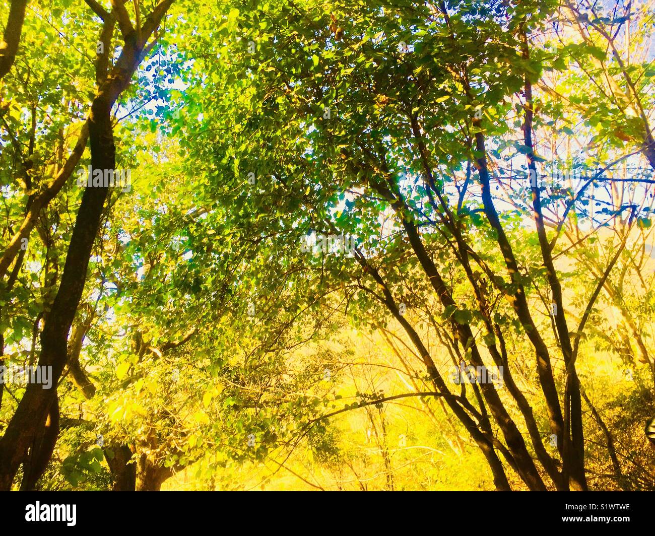 Greenery parks hi-res stock photography and images - Alamy