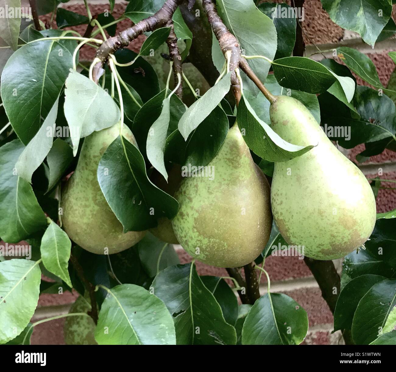 English pears hi-res stock photography and images - Alamy