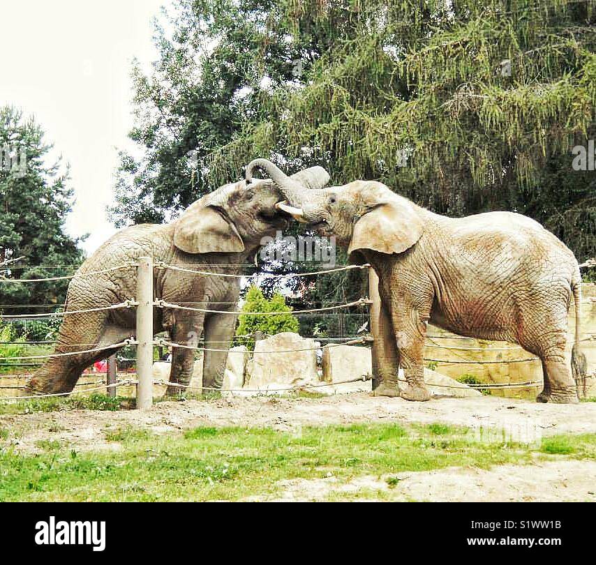 Kiss elephants hi-res stock photography and images - Alamy