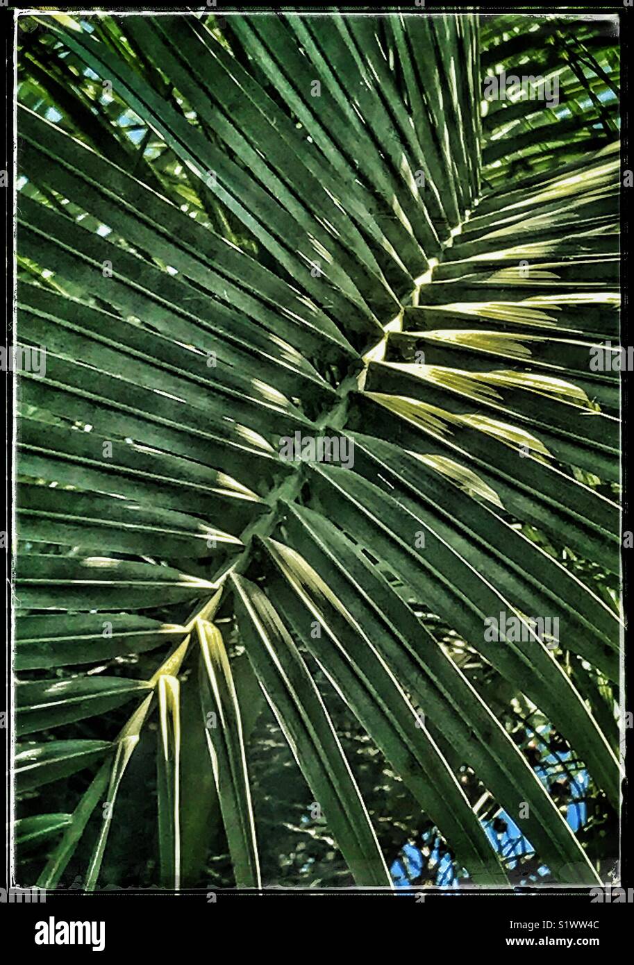 Palm frond shadow and light abstract Stock Photo - Alamy