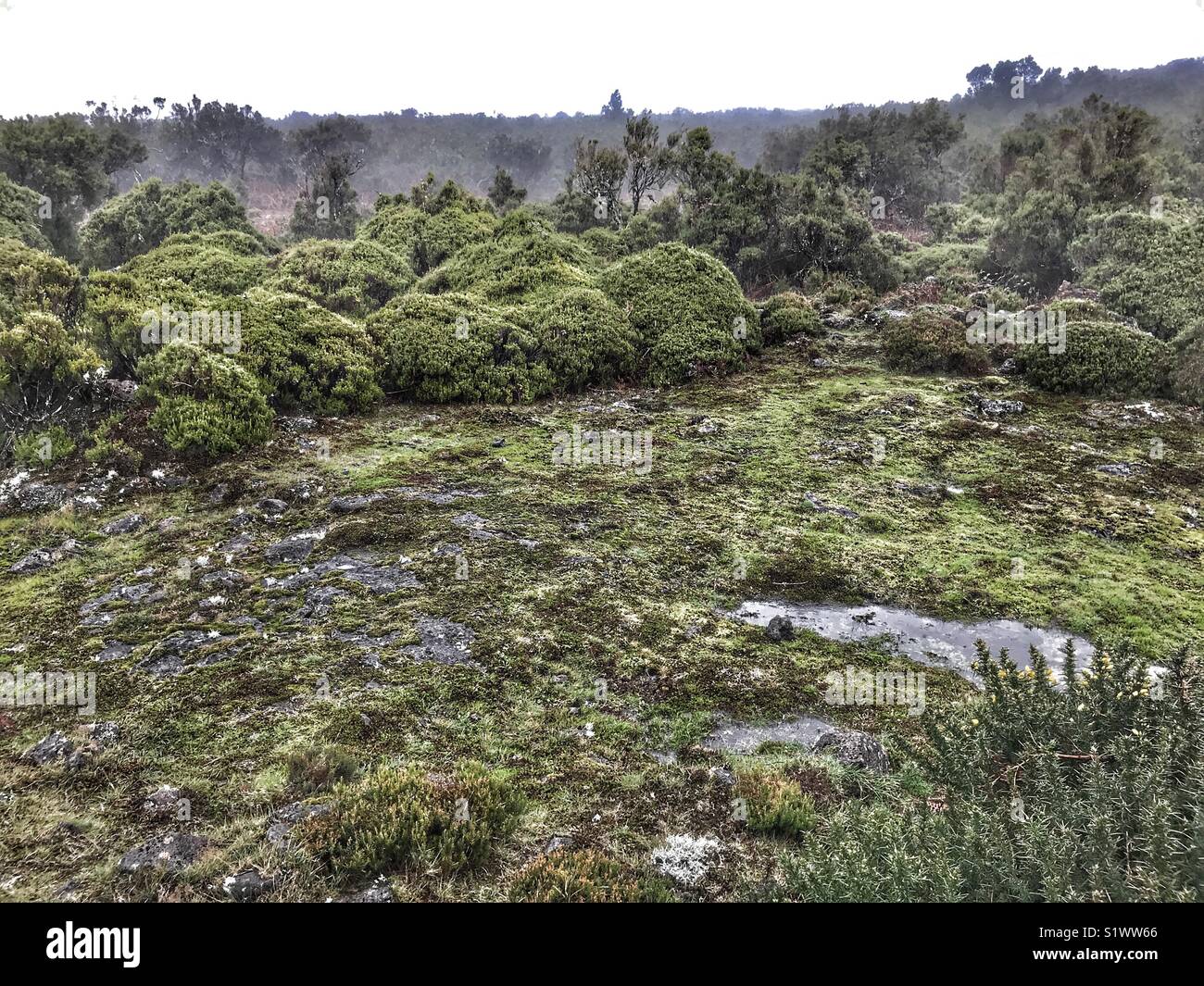 Paul da Serra, high altitude plateau often covered by mist in the ...