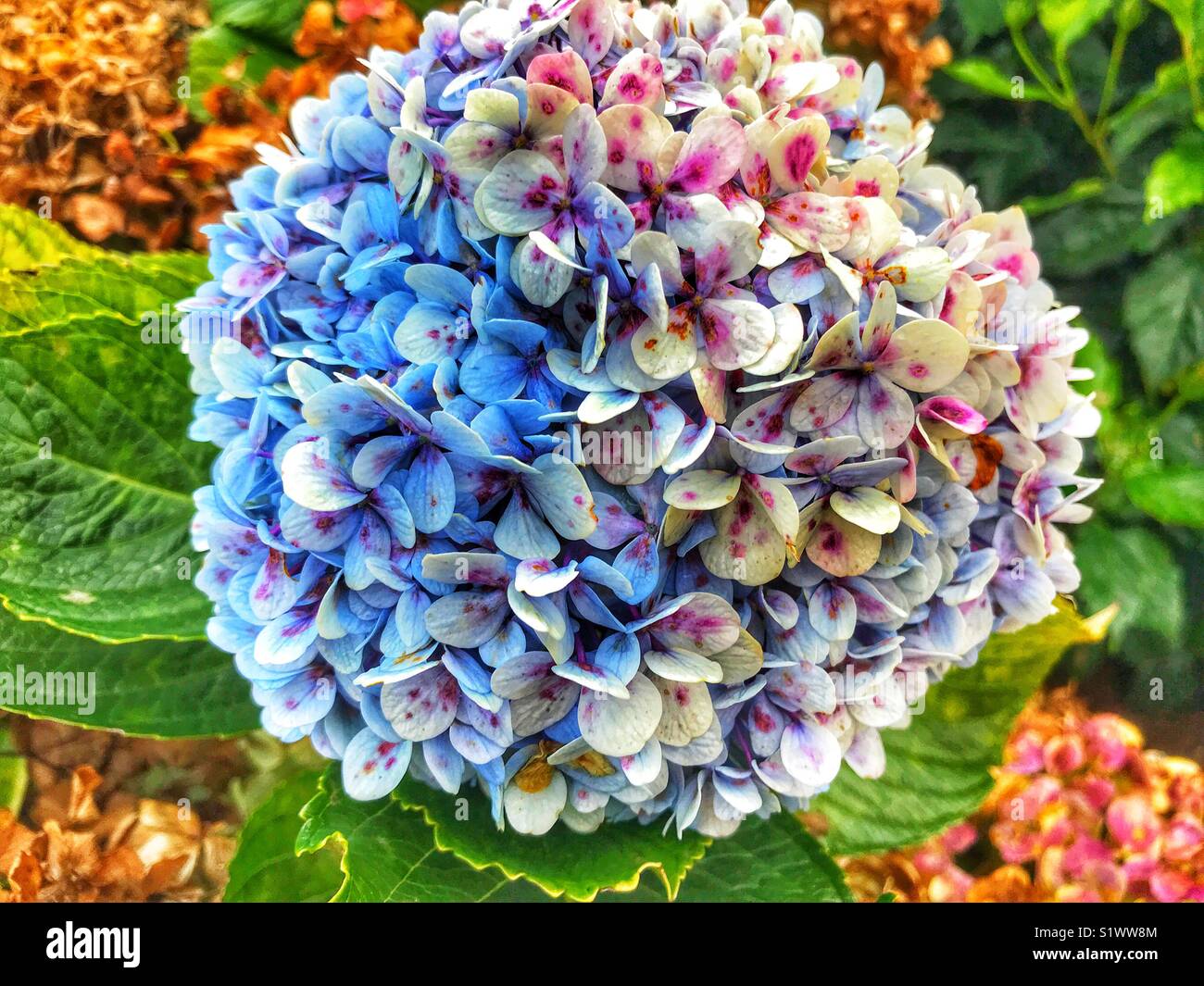 Hydrangea, blue, white and pink flowerhead Stock Photo - Alamy