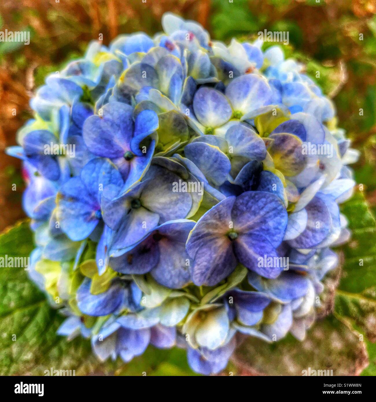Hydrangea, blue flowerhead Stock Photo - Alamy