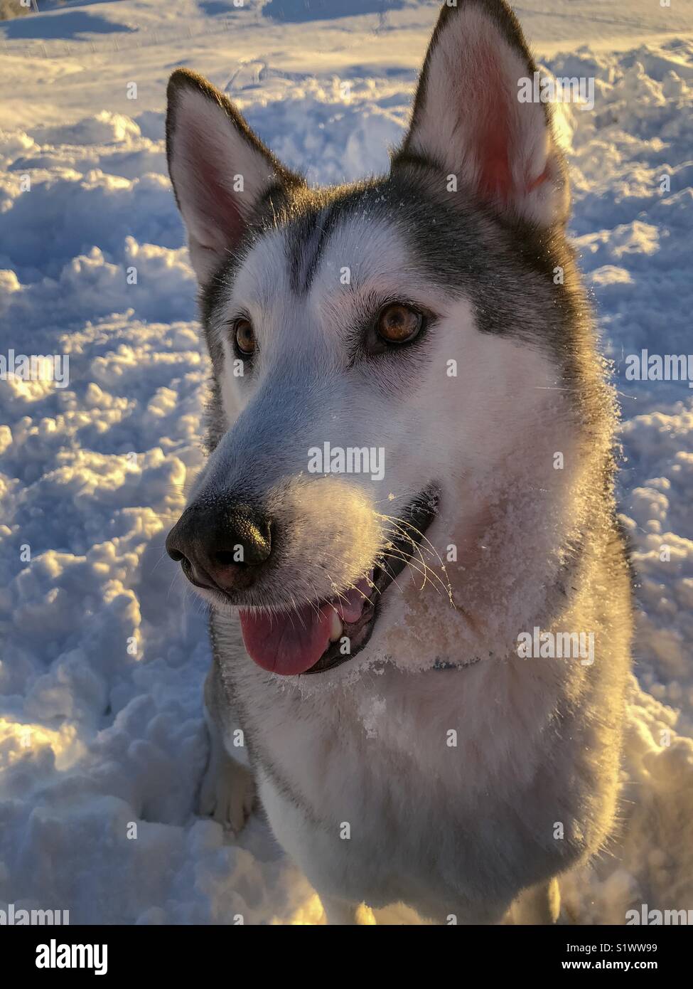 Huskies in the snow hi-res stock photography and images - Alamy