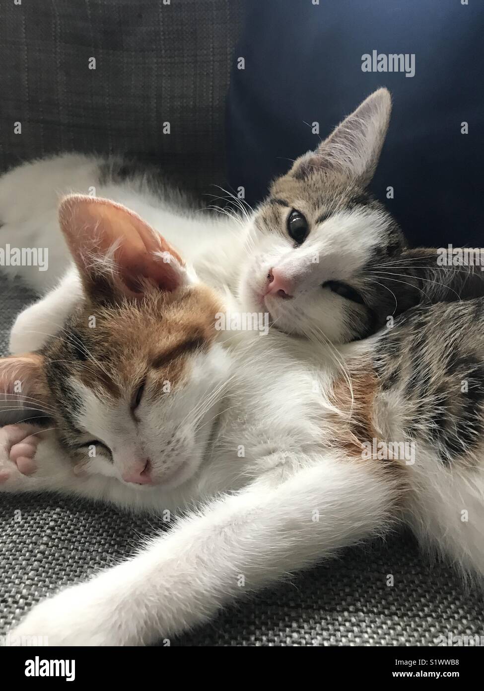 Cuddle cats hi-res stock photography and images - Alamy