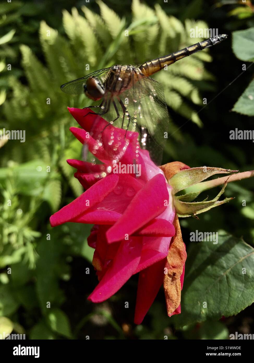 Dragonfly flower hi-res stock photography and images - Alamy