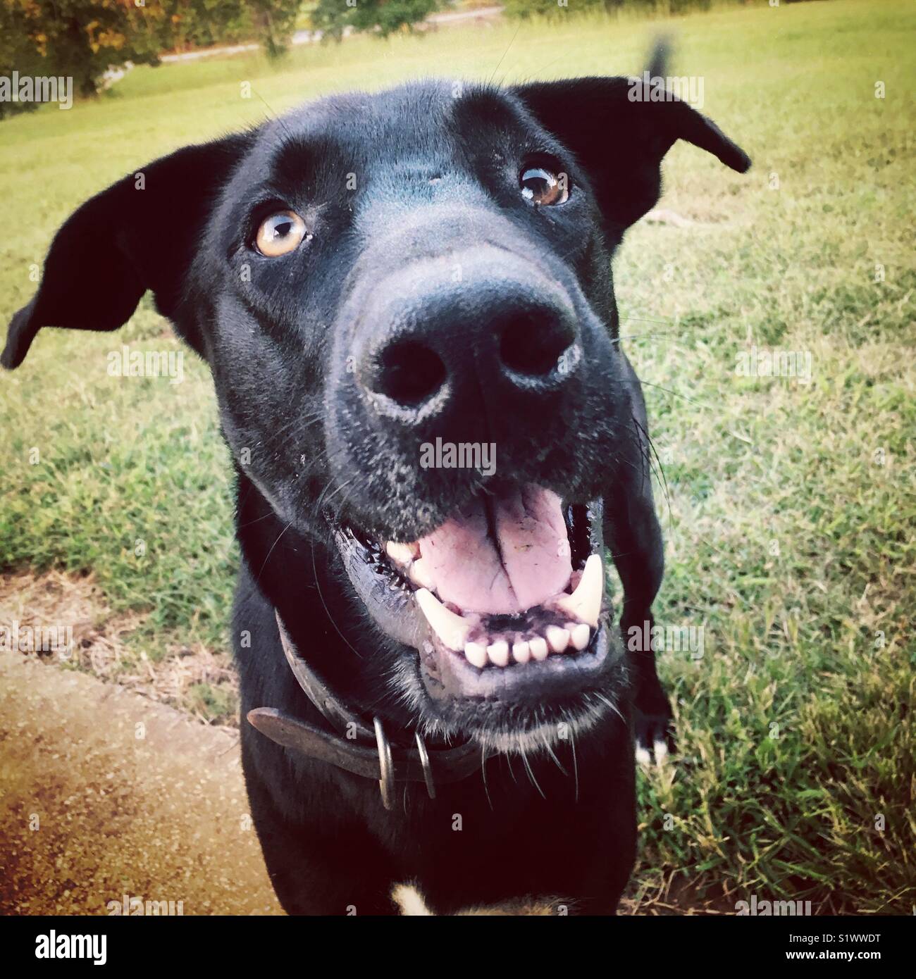 Snoot hi-res stock photography and images - Alamy