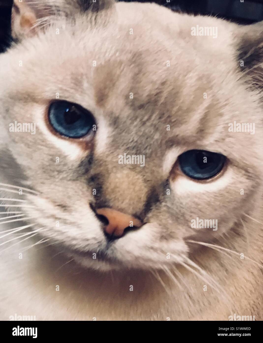 Blue lynx siamese cat hi-res stock photography and images - Alamy