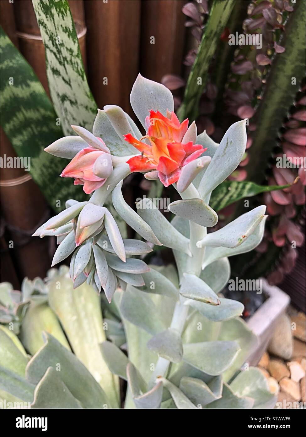 Water succulents hi-res stock photography and images - Alamy