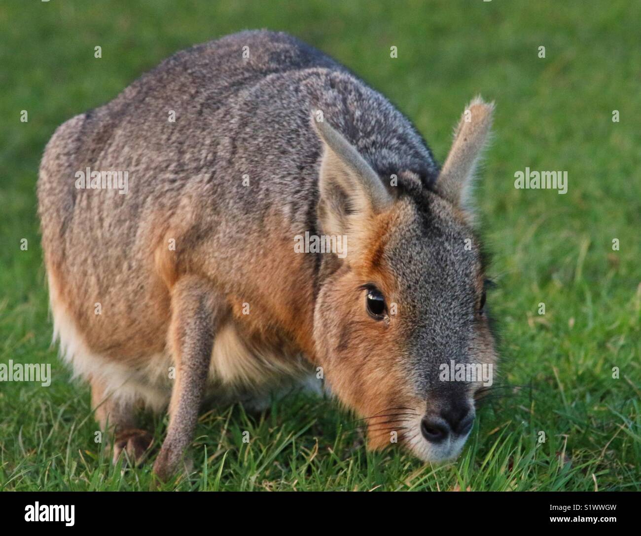 Cavy hi-res stock photography and images - Alamy