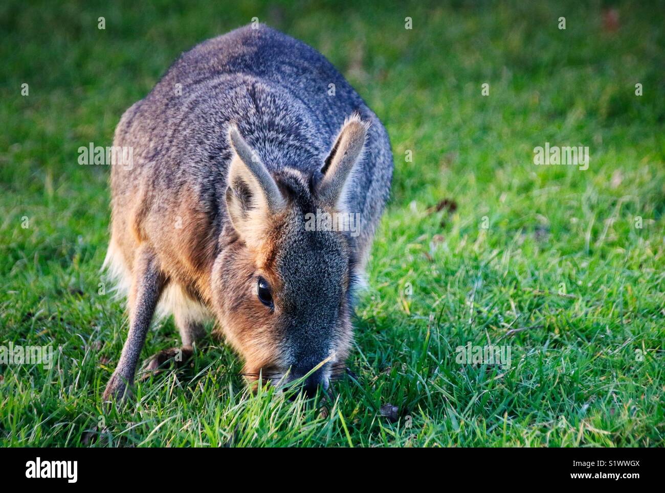 Patagonia cavy hi-res stock photography and images - Alamy