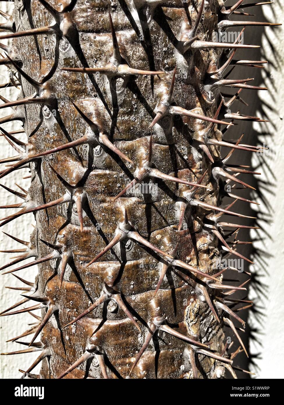 Spiky trunk of a cactus Stock Photo - Alamy
