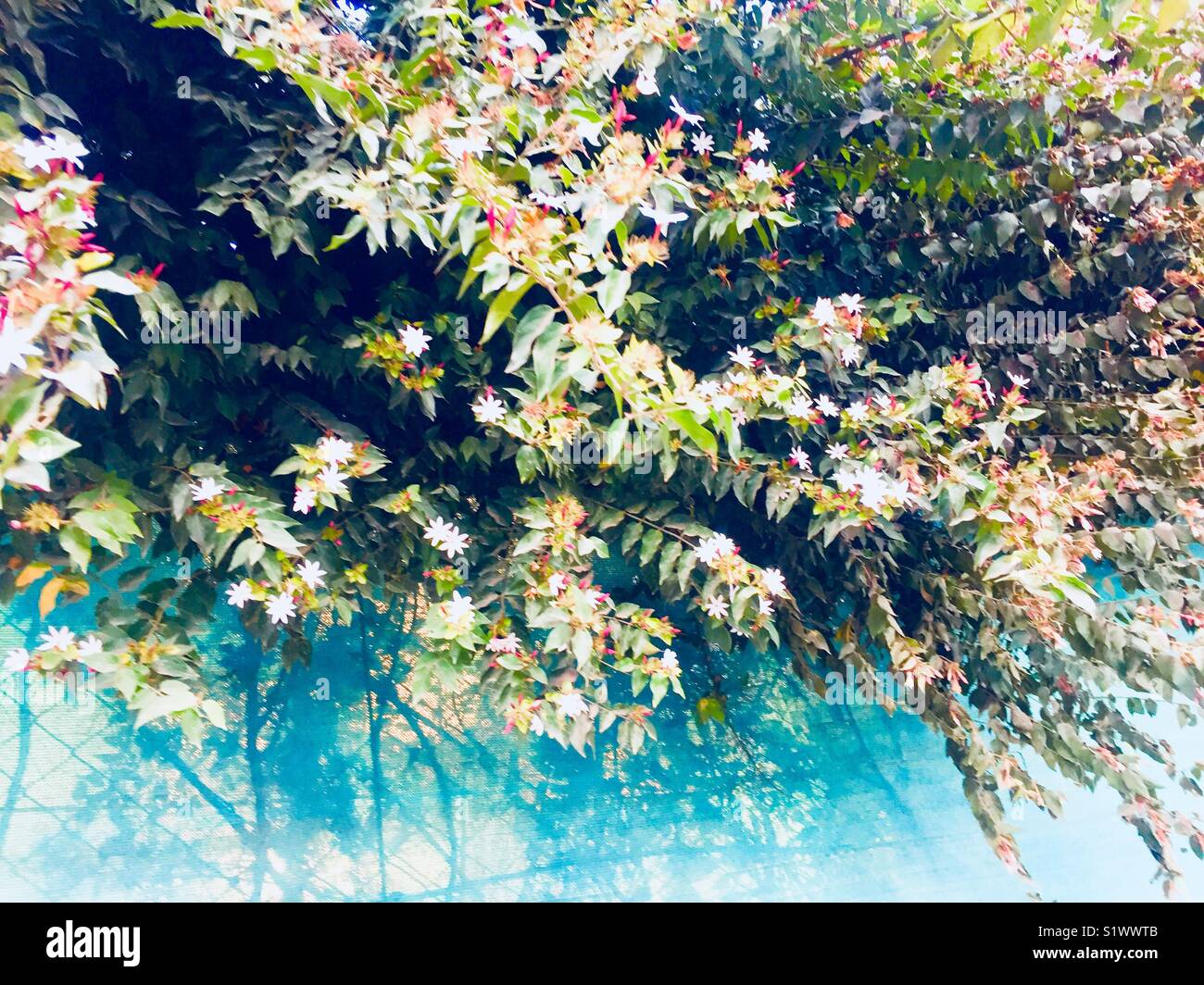 Pakistan flowers hi-res stock photography and images - Alamy