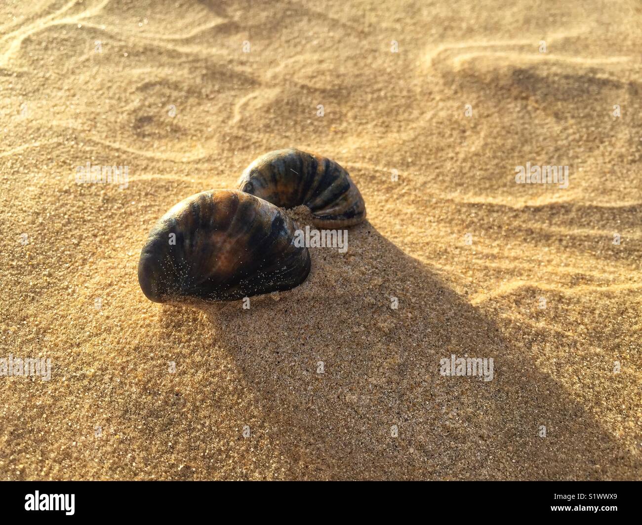 Slipper limpets hi-res stock photography and images - Alamy