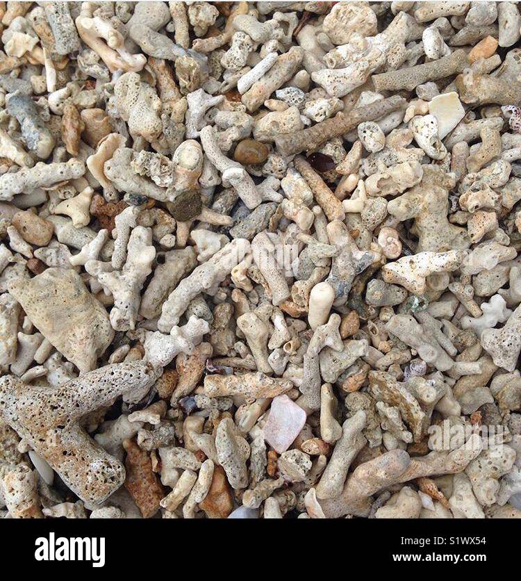 Dead coral on the beach hi-res stock photography and images - Alamy