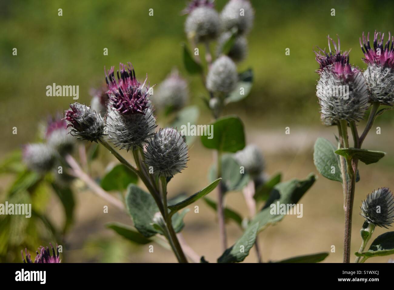 Wildflower (agrimony or bur flower Stock Photo - Alamy