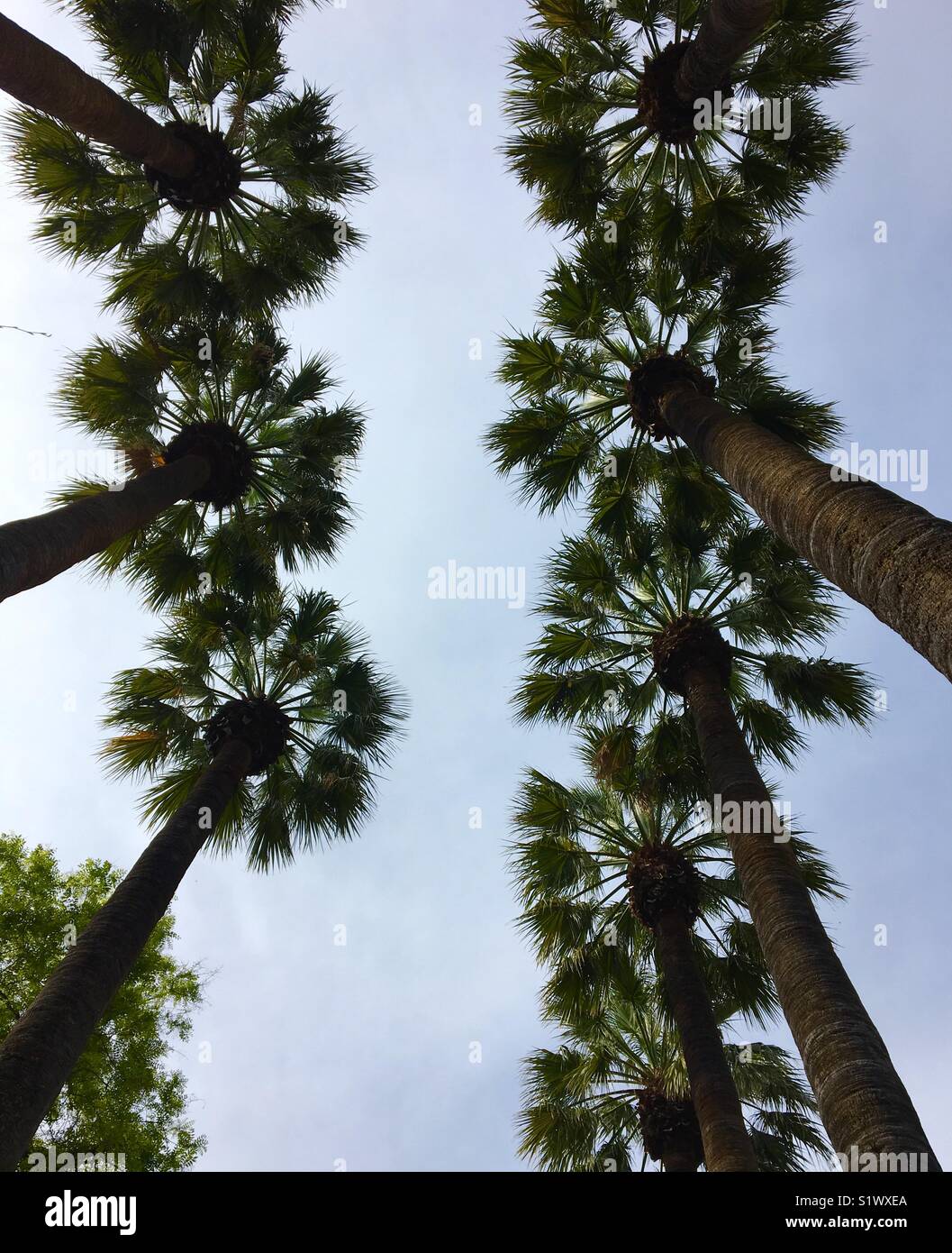 Malaga sun palm tree hi-res stock photography and images - Alamy