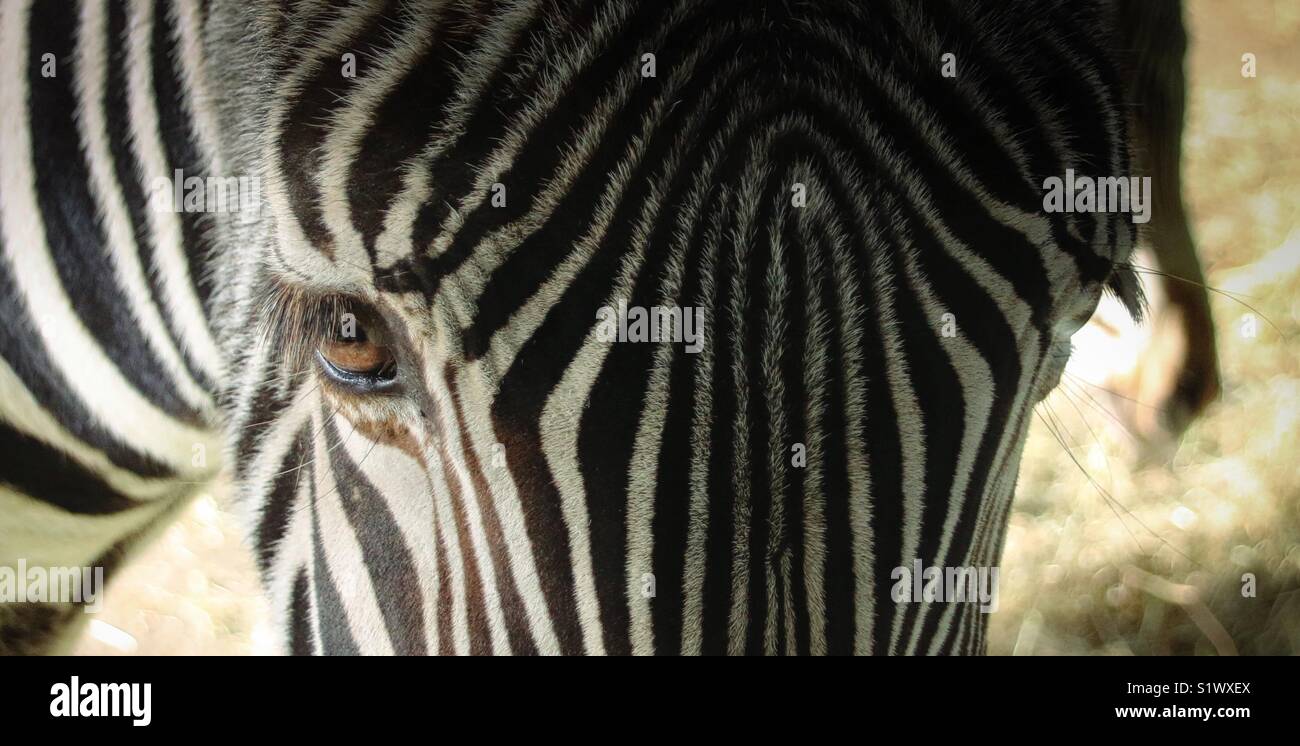 Zebra with stripes hi-res stock photography and images - Alamy