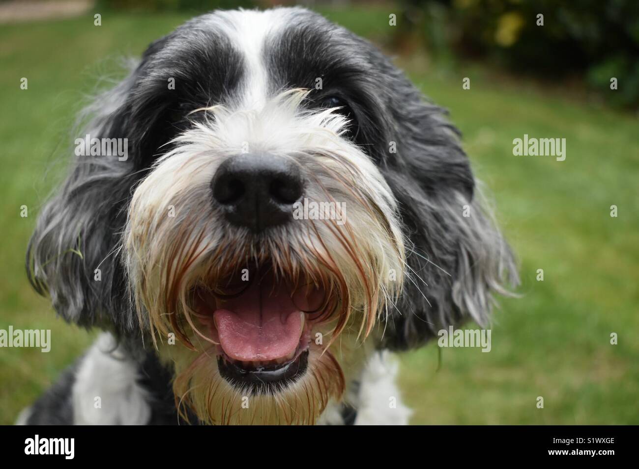Panting dog hi-res stock photography and images - Alamy