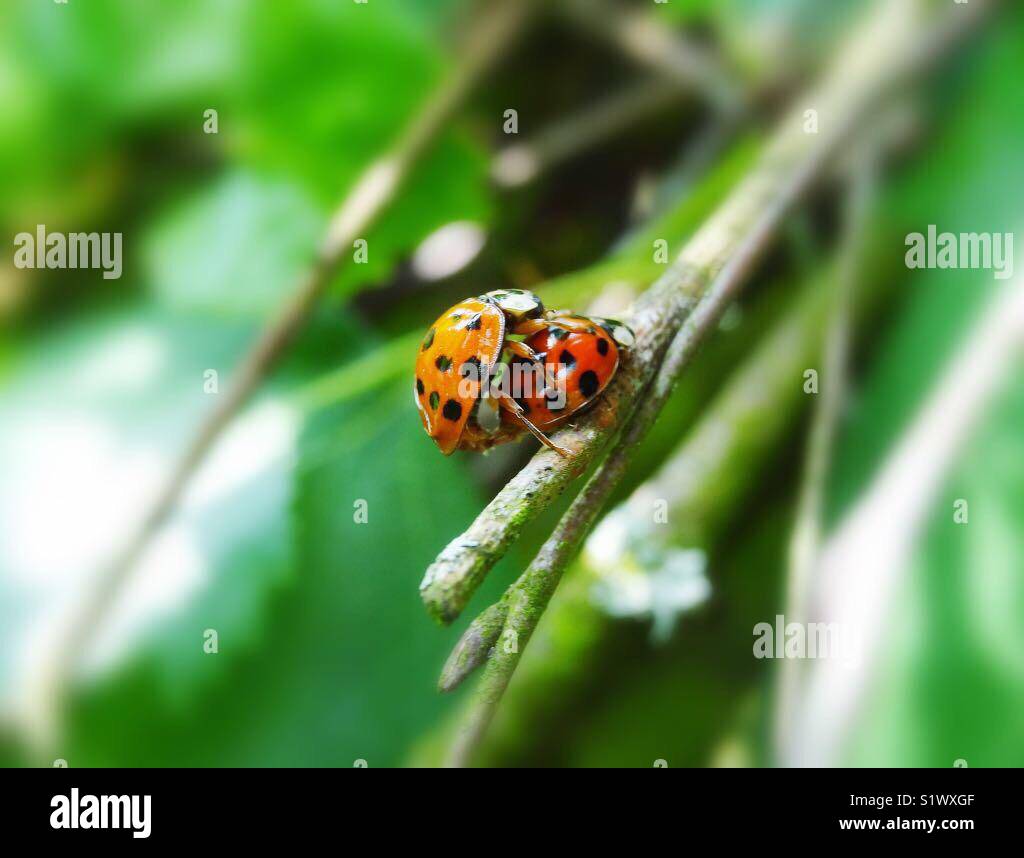 Two bugs in love! Stock Photo - Alamy