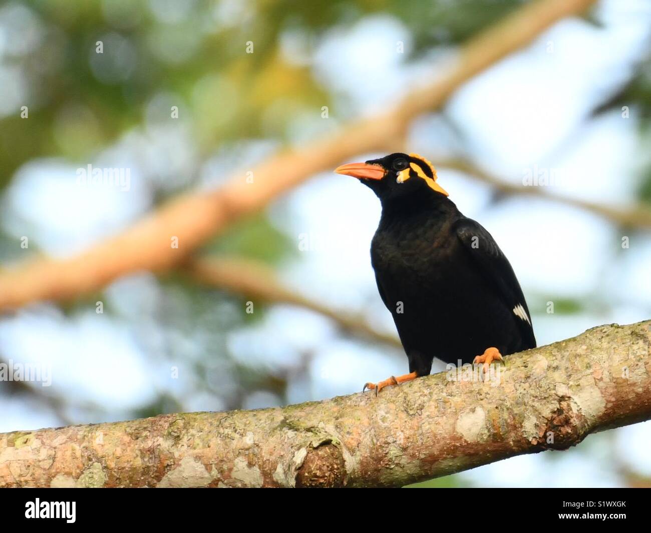 Hill myna hi-res stock photography and images - Alamy