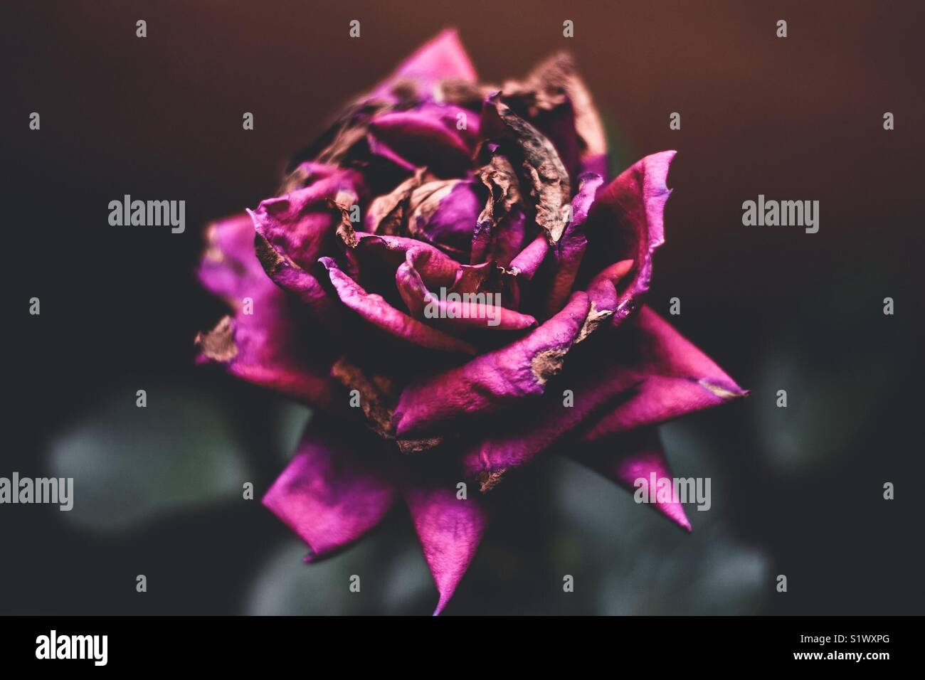 Cinematic flowers hi-res stock photography and images - Alamy