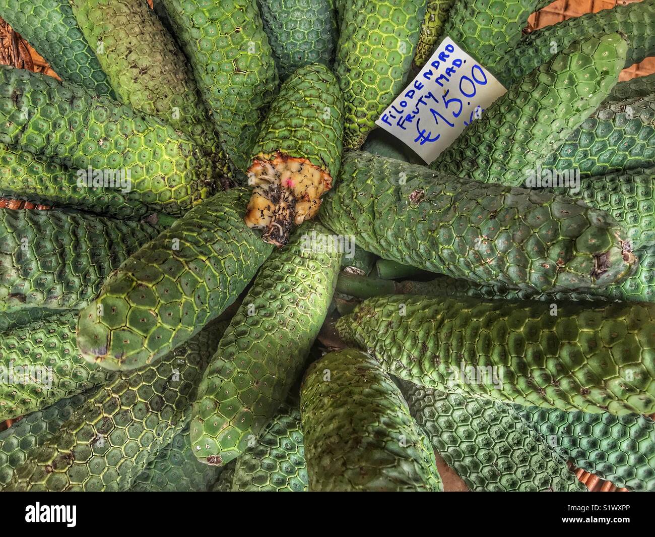 Monstera deliciosa Liebm, Delicious Fruit, The Adam’s Rib, for sale on ...