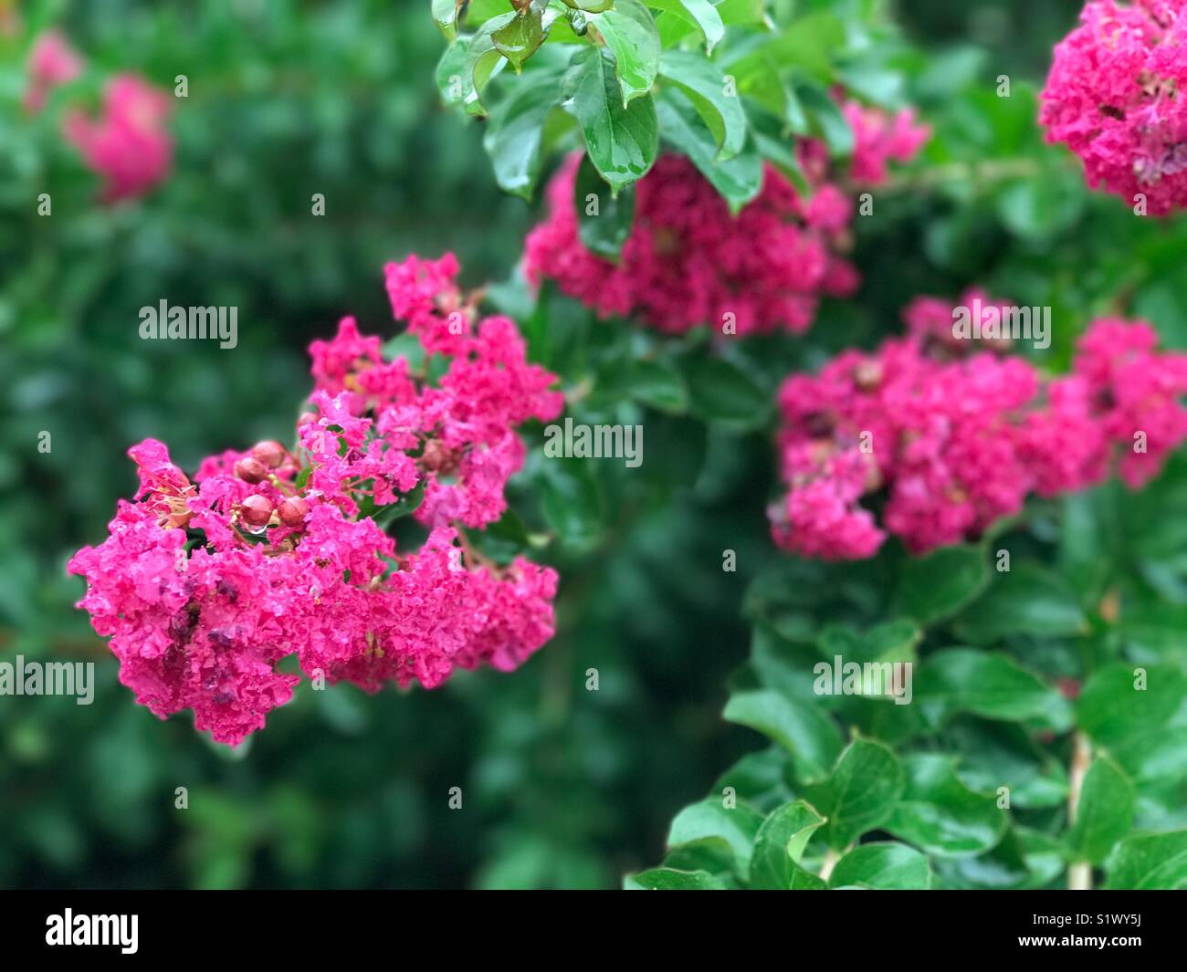 Myrtle flower hi-res stock photography and images - Alamy
