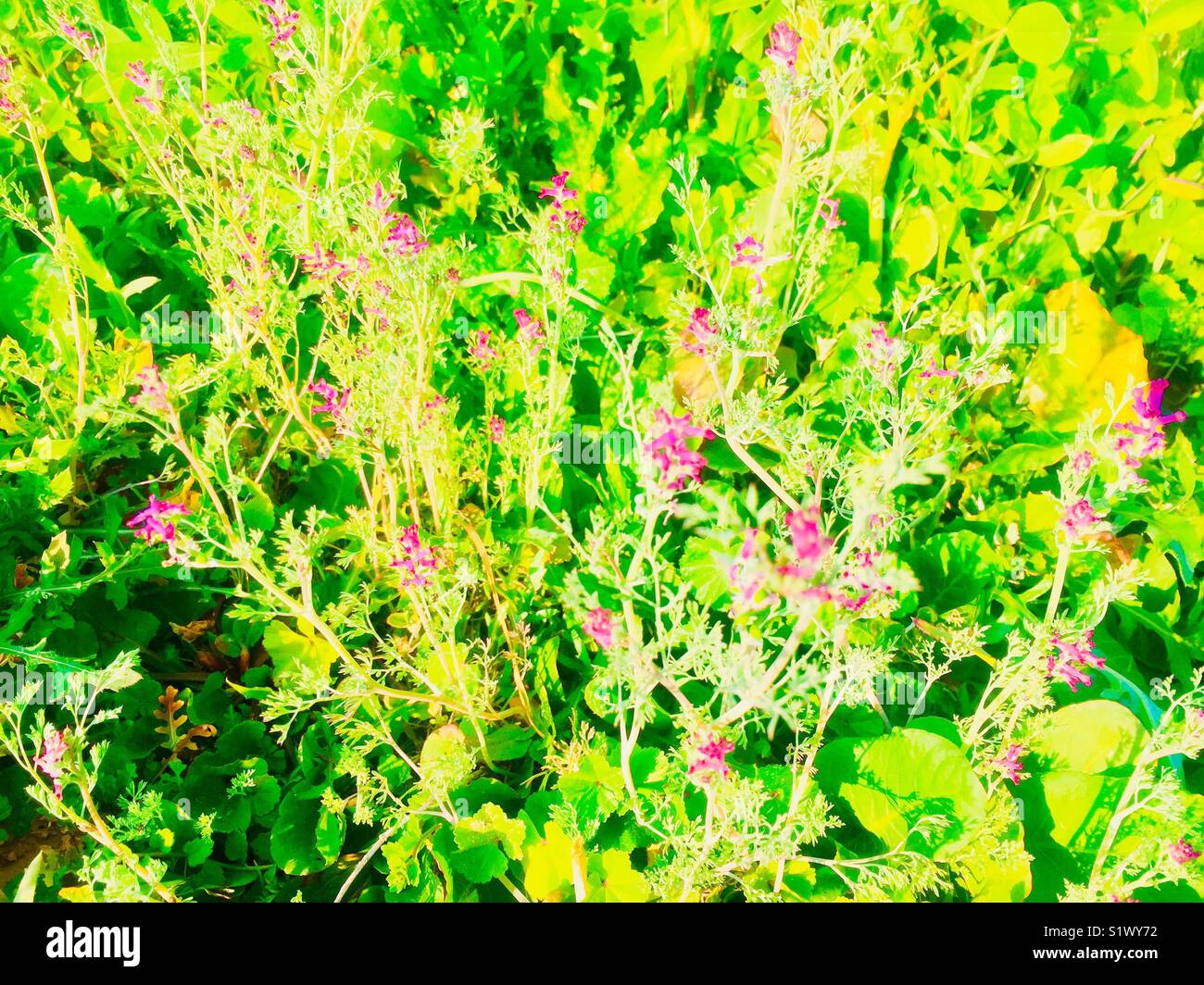 Flowers and greenery hi-res stock photography and images - Alamy