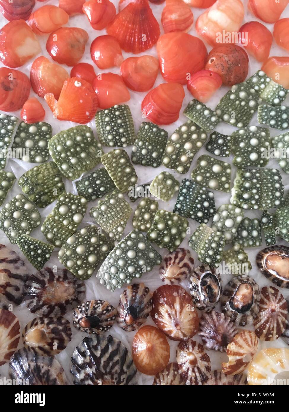 Kina shell hi-res stock photography and images - Alamy