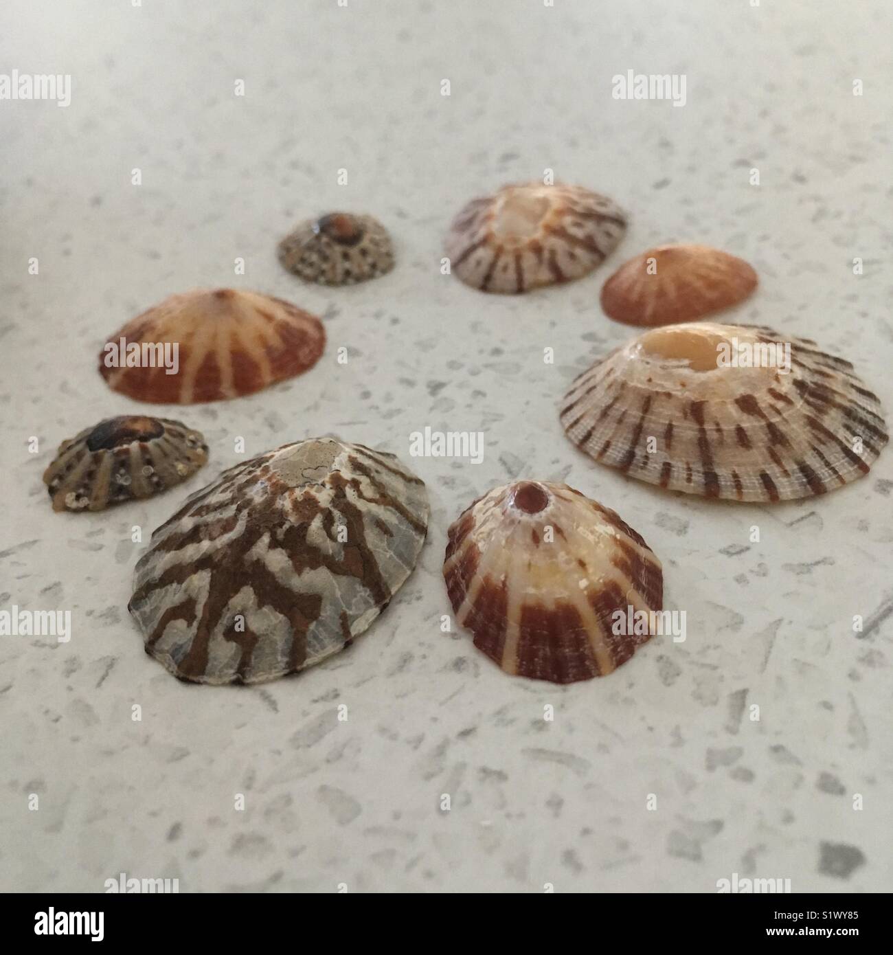 Shell pattern hi-res stock photography and images - Alamy