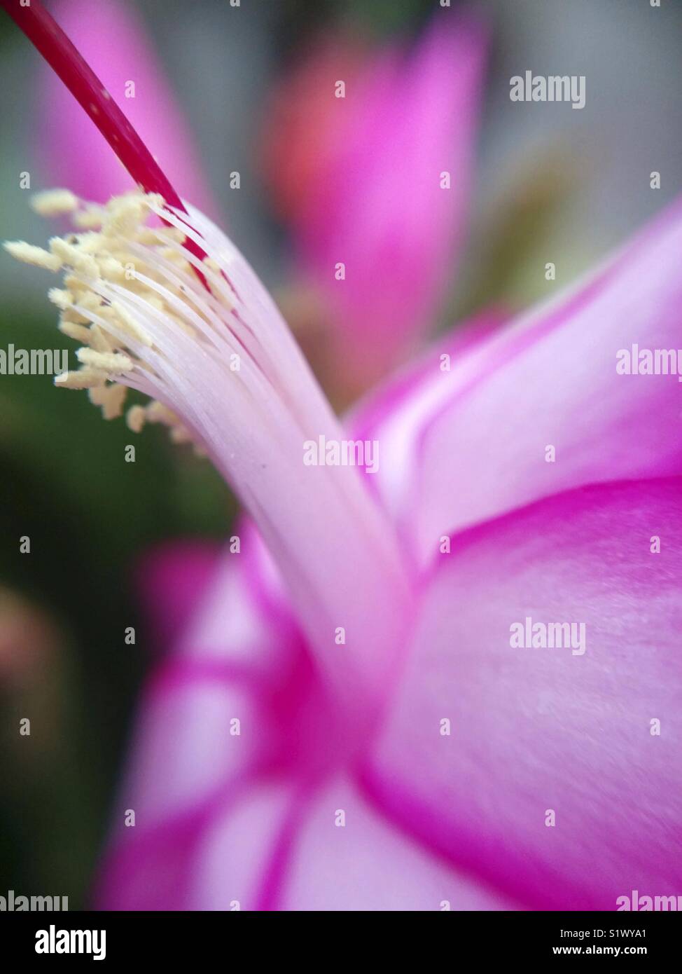 Zygocactus hi-res stock photography and images - Alamy