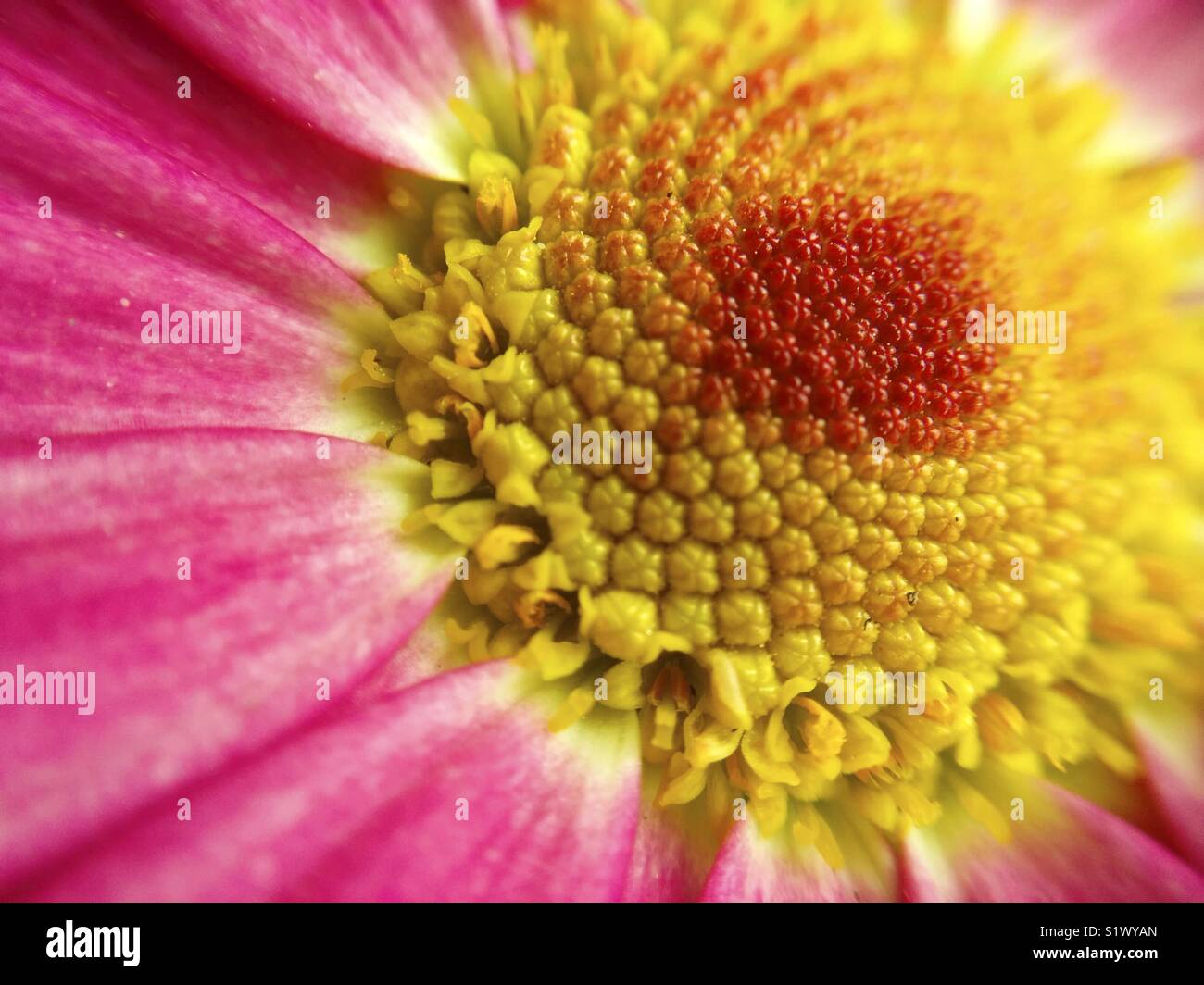 Daisy close up details hi-res stock photography and images - Alamy