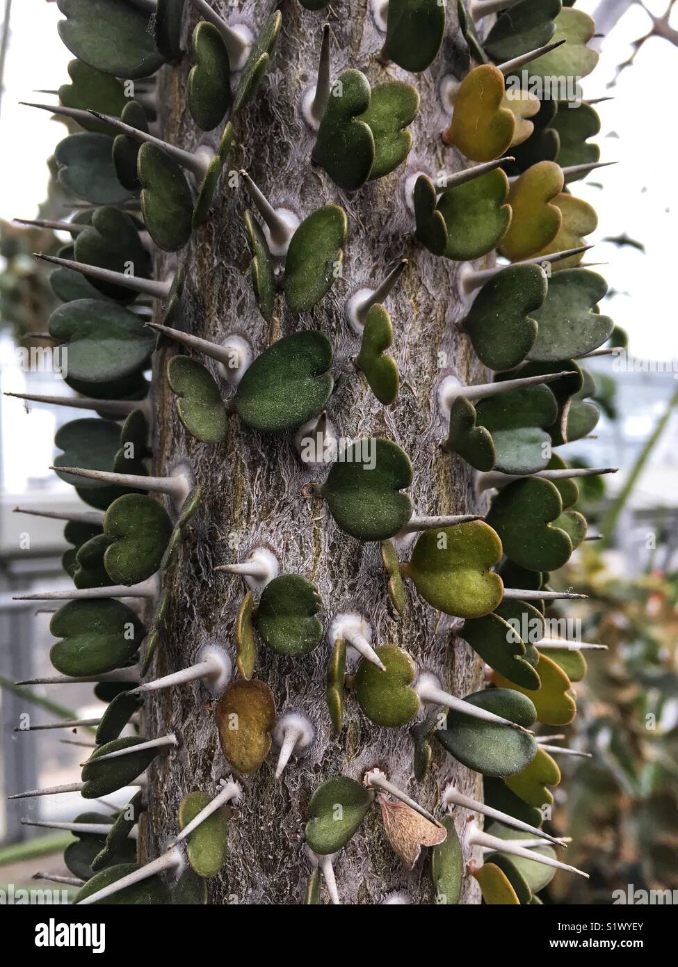 Dagger plant hi-res stock photography and images - Alamy