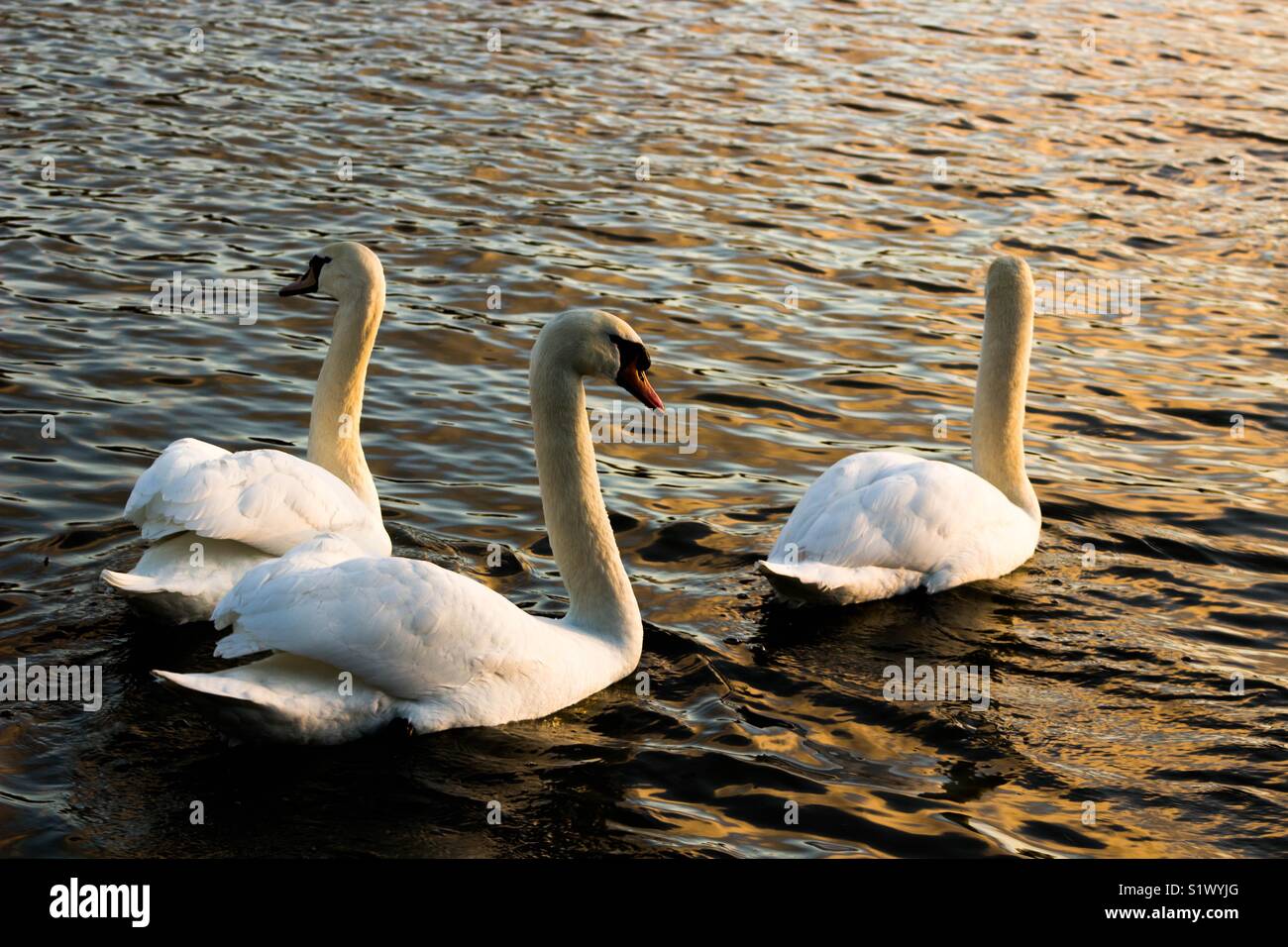 Swans in the sunset Stock Photo - Alamy