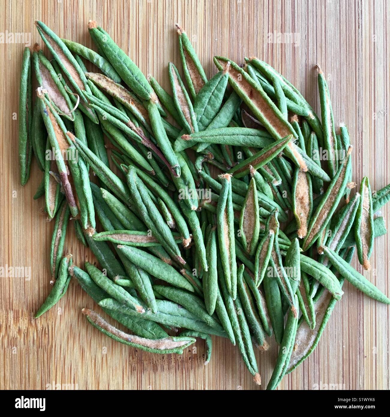Labrador tea plant hi-res stock photography and images - Alamy