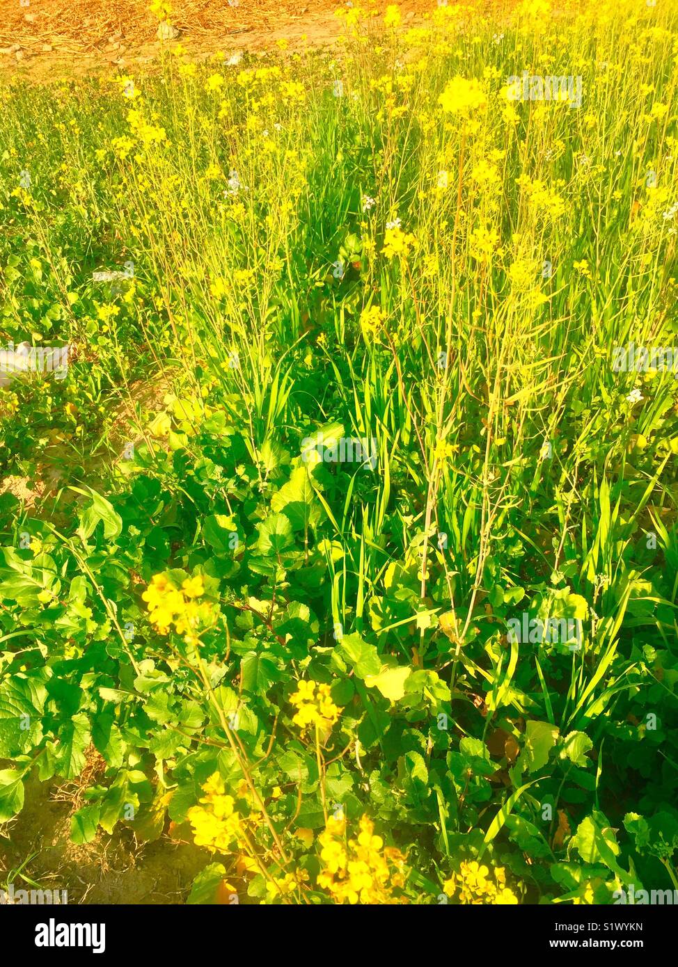 Very beautiful pakistan hi-res stock photography and images - Alamy