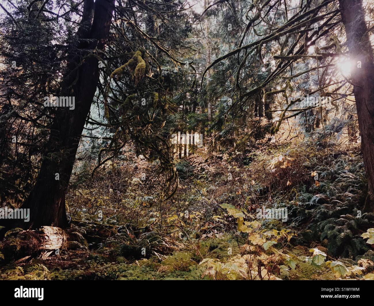 The blazing trail hi-res stock photography and images - Alamy