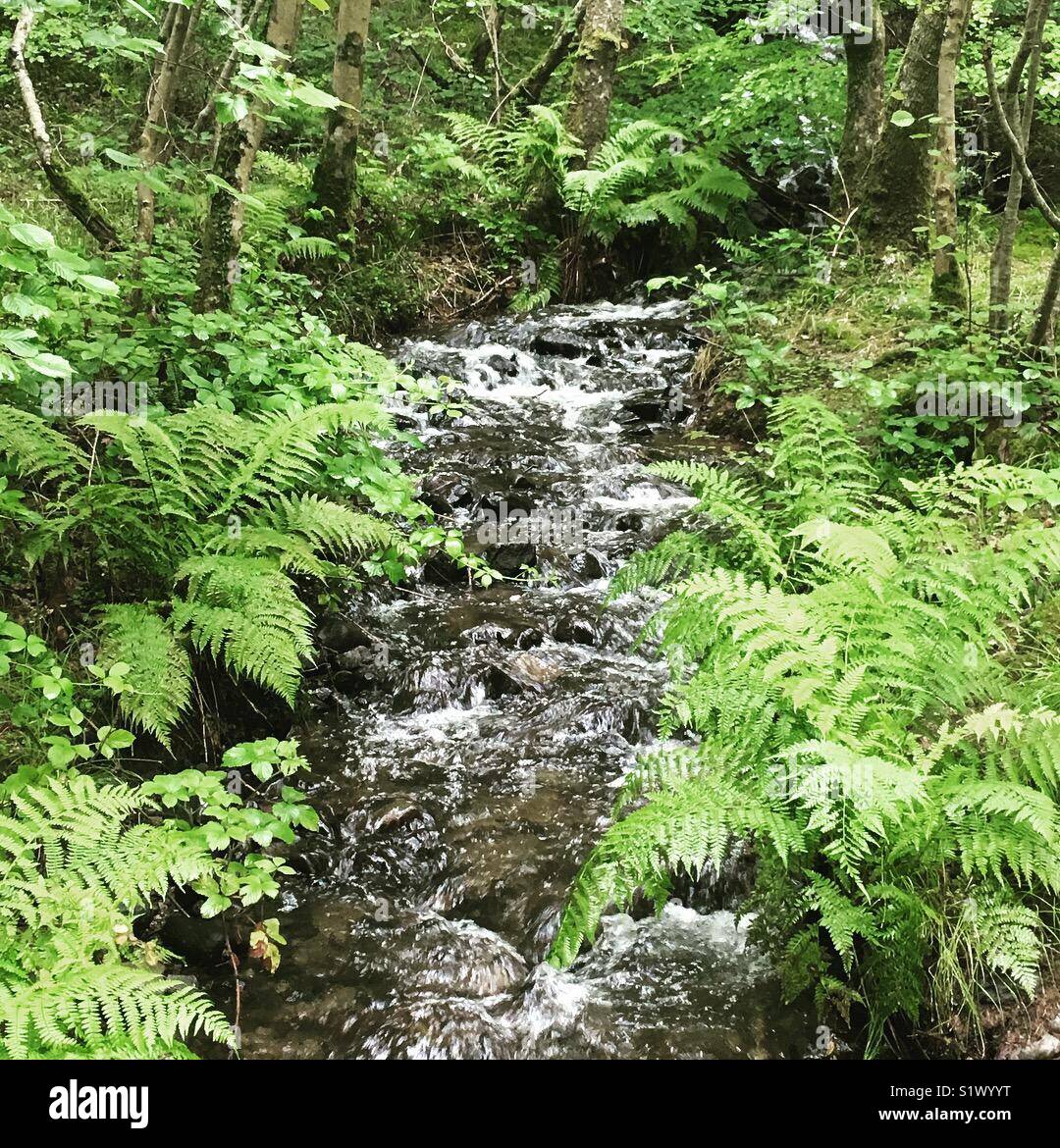 Overflowing river in woods Stock Photo - Alamy