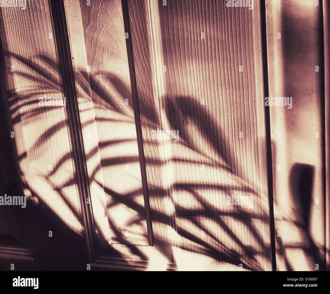 Shadow palm leaf hi-res stock photography and images - Alamy