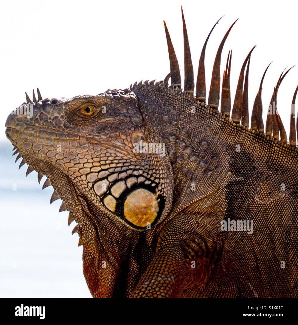 Reptile close up Stock Photo - Alamy