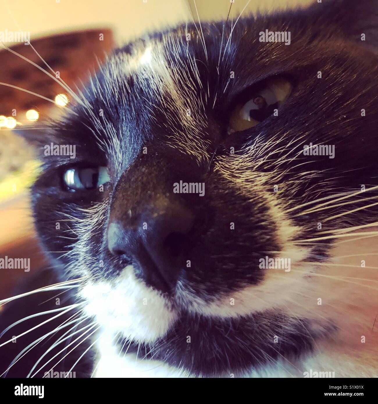 Attention cat hi-res stock photography and images - Alamy