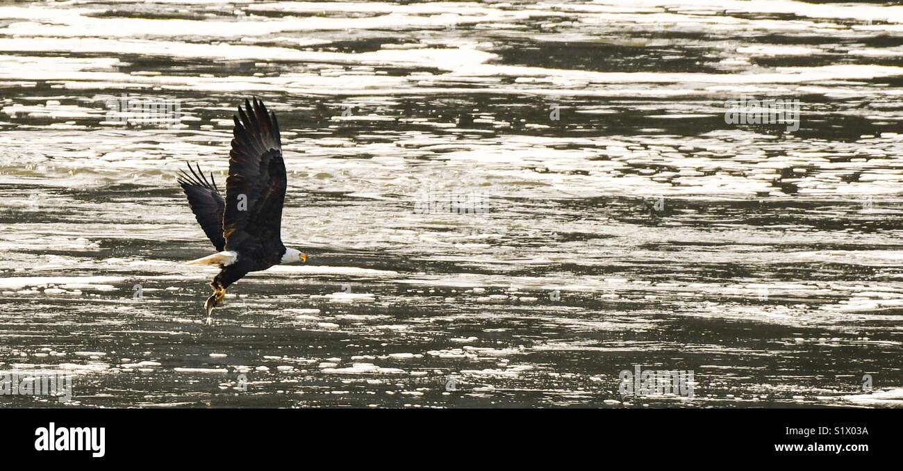 Eagle flying catching fish hi-res stock photography and images - Alamy