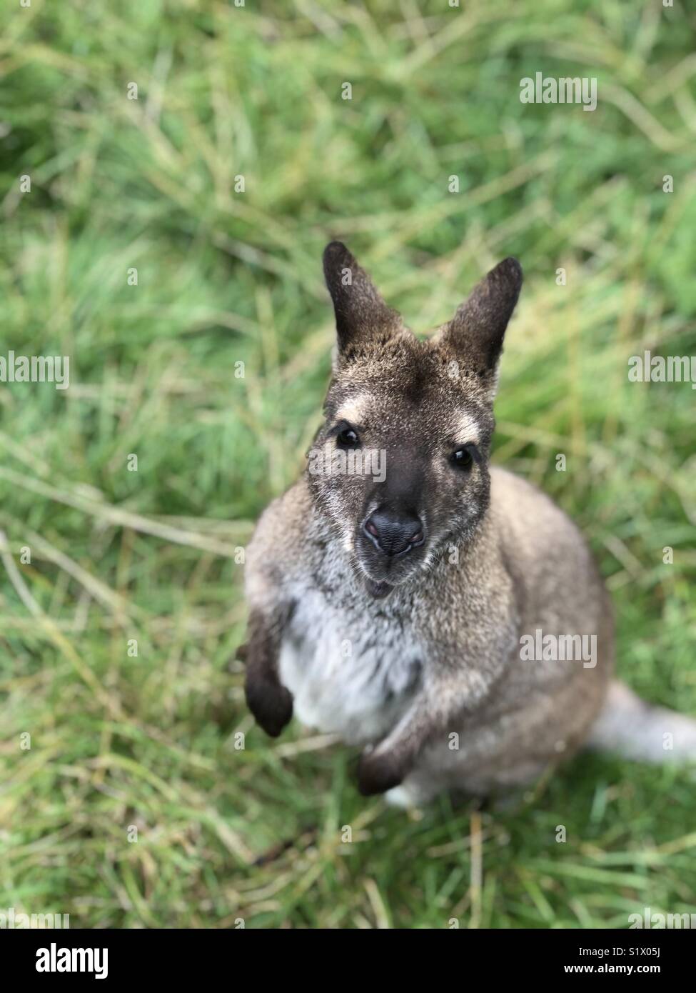 Waimate hi-res stock photography and images - Alamy