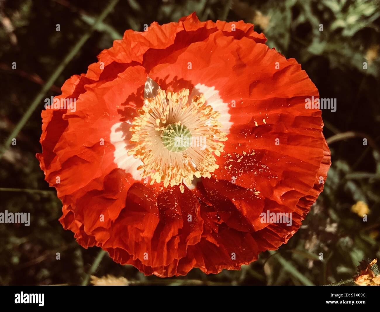 Poppy in bloom Stock Photo - Alamy