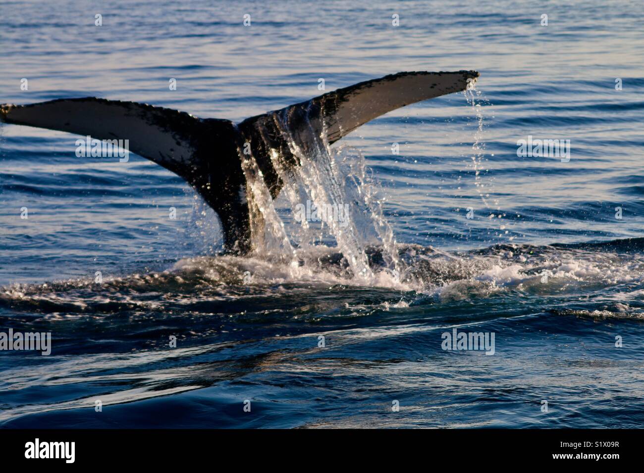 Whale of a tale hi-res stock photography and images - Alamy