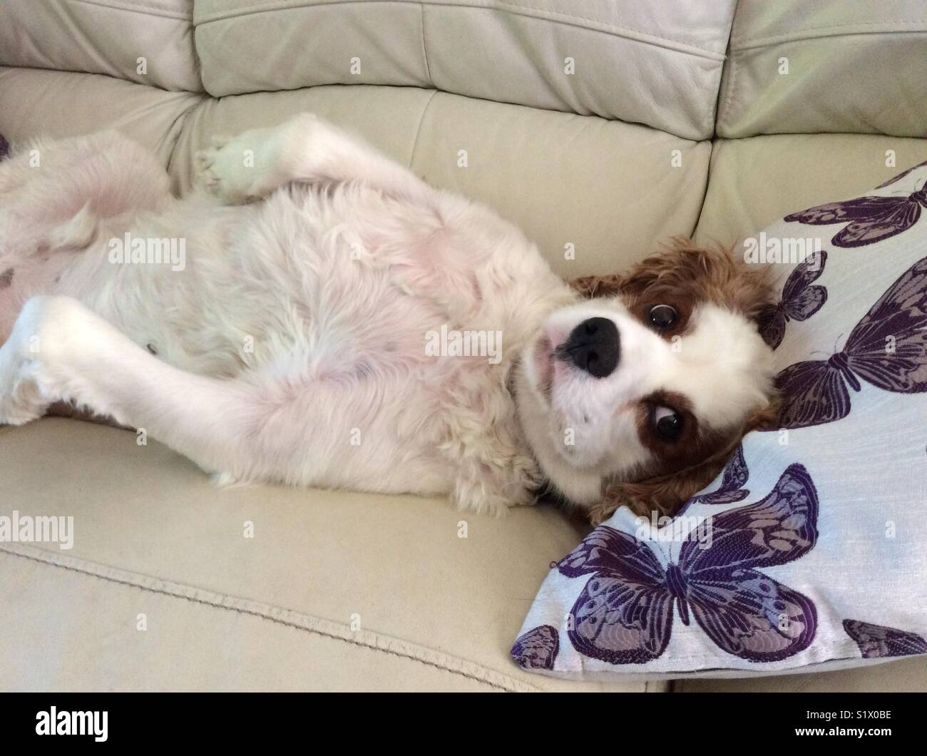 Chilled dog hi-res stock photography and images - Alamy